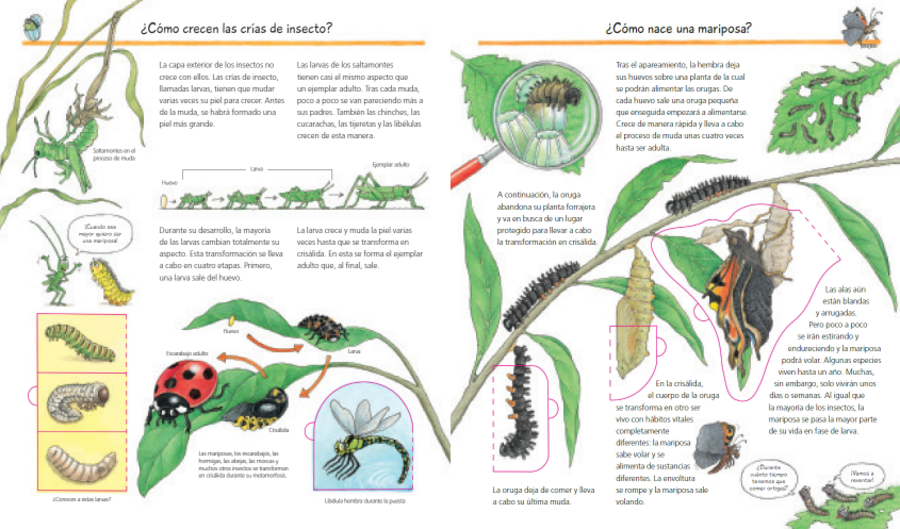 LIBRO DESCUBRIMOS LOS INSECTOS ¿QUÉ? ¿CÓMO? ¿POR QUÉ? - ANGELA WEINHOLD
