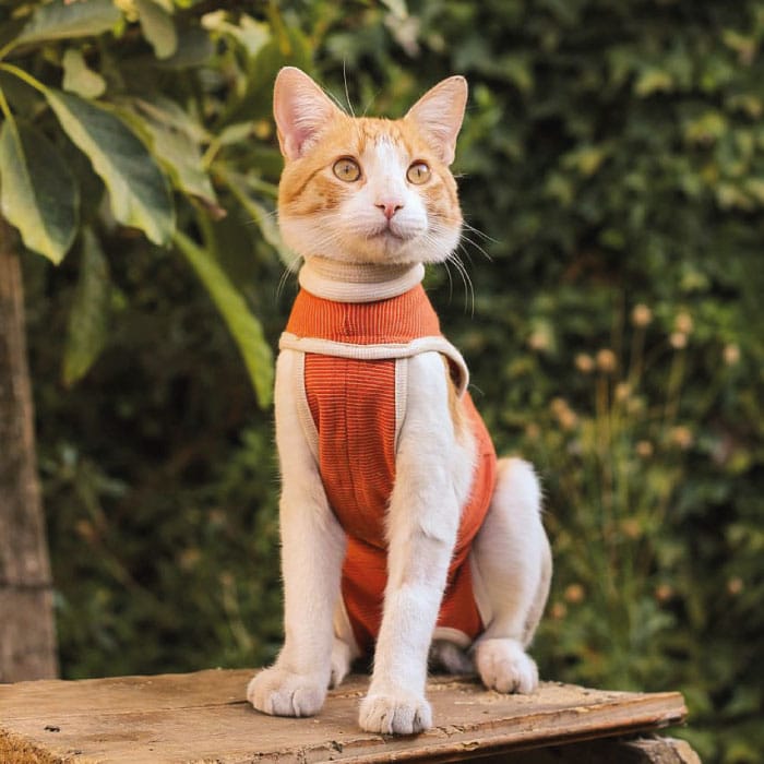 Ripley - BODY POST-OPERATORIO PERROS GATOS KIMBA PETS CASTRACION UNISEX ...